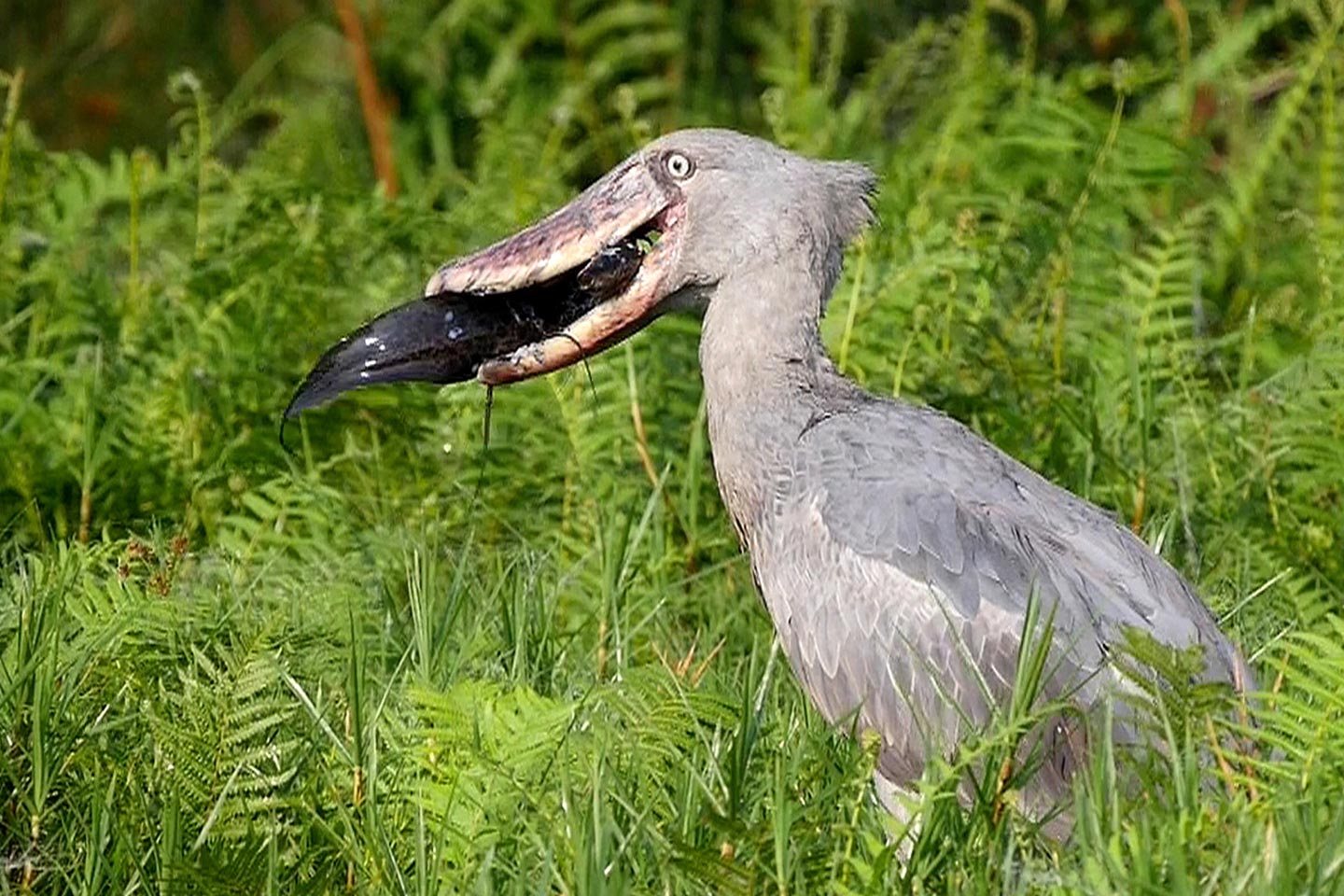 Mabamba Bird Watching Tour 1 Day | Shoebill Stork Safari in Uganda