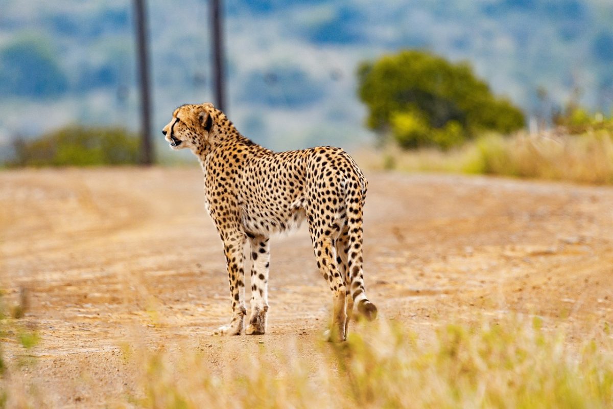50 Wild Animals to See on an African Safari: The Ultimate Bucket List