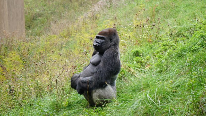 12 Fascinating Silverback Gorilla Facts | Intelligence, Strength & Family