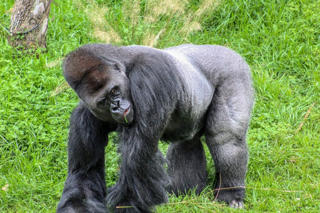12 Fascinating Silverback Gorilla Facts | Intelligence, Strength & Family
