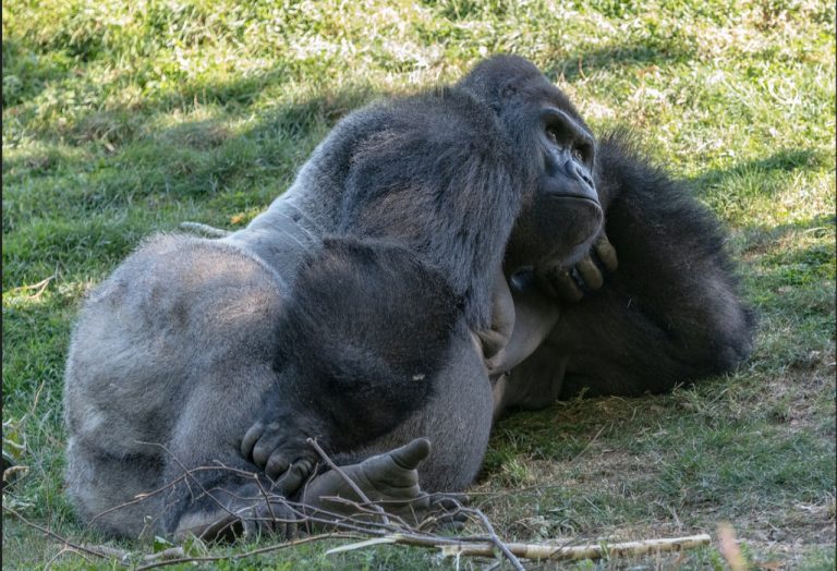 12 Fascinating Silverback Gorilla Facts | Intelligence, Strength & Family