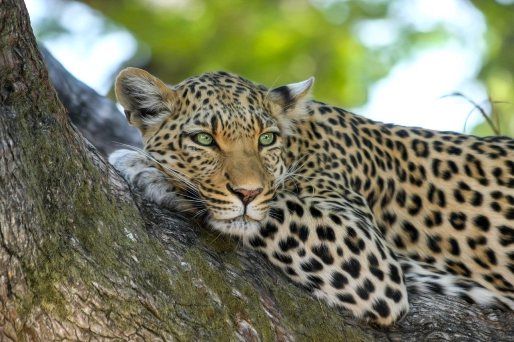 50 Wild Animals to See on an African Safari: The Ultimate Bucket List