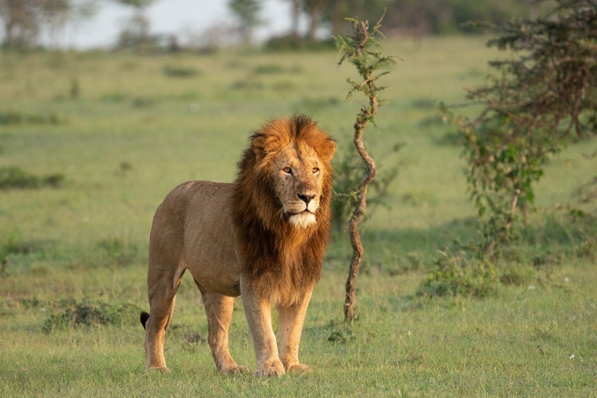 50 Wild Animals to See on an African Safari: The Ultimate Bucket List